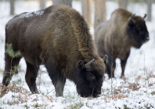 Επέστρεψαν οι βίσονες στη Ροδόπη - ΤΑ ΝΕΑ