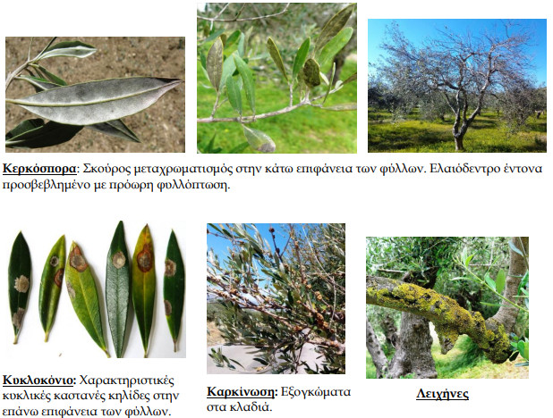 Ελιά - Φθινοπωρινή και χειμωνιάτικη προστασία | in.gr