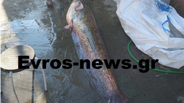 Εβρος: Επιασε στον ποταμό με καλάμι γουλιανό μήκους 2 μέτρων και βάρους ...