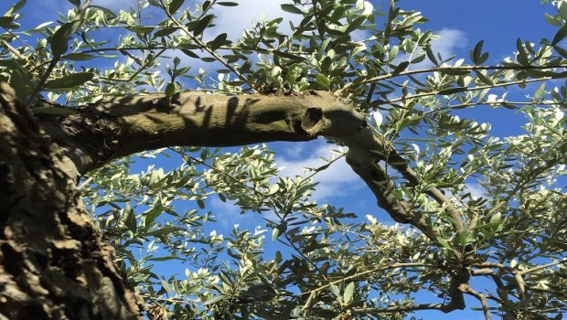 Ηράκλειο: Ξεκινούν οι πρώτοι δολωματικοί ψεκασμοί κατά του δάκου της ...