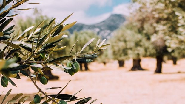 Ελιά: Πως μπορεί να μειωθεί η παρενιαυτοφορία στα δεντρα | in.gr