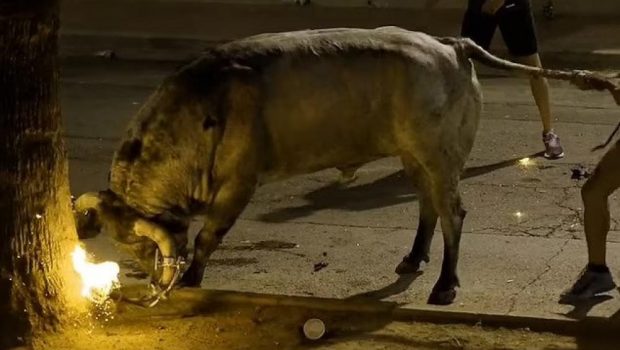 Ισπανία: Έβαλαν φωτιά στα κέρατα ταύρου και τον γύριζαν στους δρόμους ...