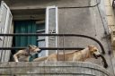 Σκύλος: Βουρλίζεται κάθε φορά που βγαίνει στο μπαλκόνι; Πώς θα του ...