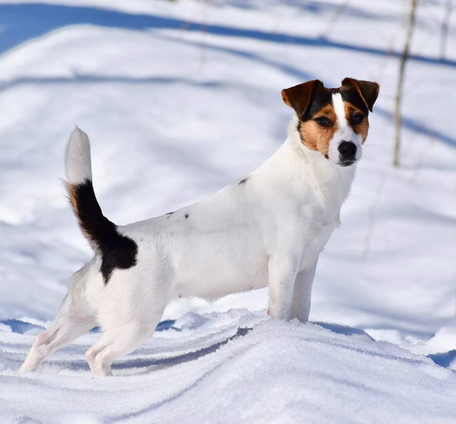 Τζακ Ράσελ Τερριέ: Ένας μικρόσωμος σκύλος με ισχυρή προσωπικότητα | in.gr