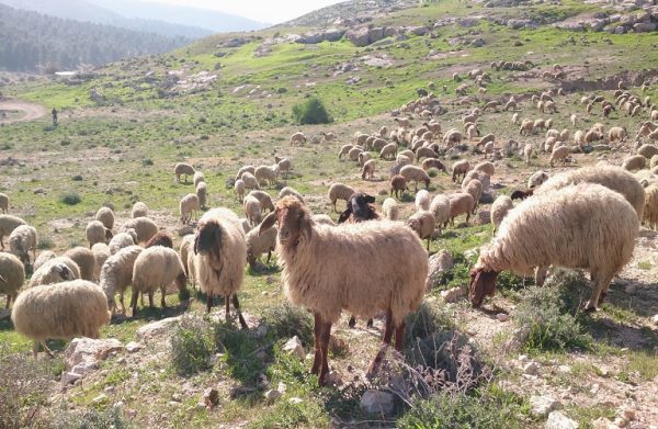 Ευλογιά προβάτου: Πώς μεταδίδεται και πώς αντιμετωπίζεται - Όλα όσα ...
