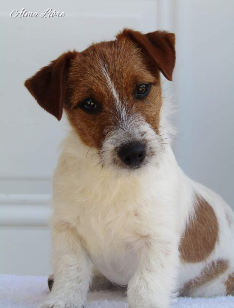 Τζακ Ράσελ Τερριέ: Ένας μικρόσωμος σκύλος με ισχυρή προσωπικότητα | in.gr