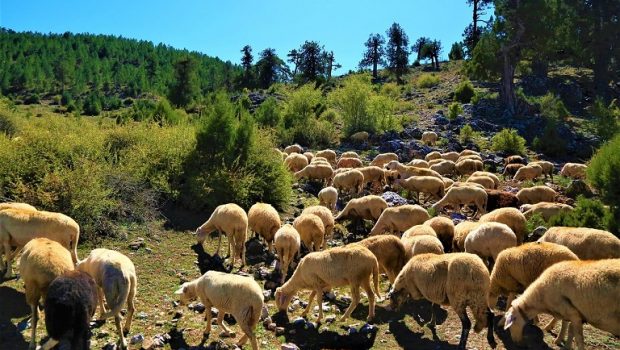 Κτηνοτροφία: Τι αλλάζει στα διαχειριστικά σχέδια βόσκησης – Νέες ...