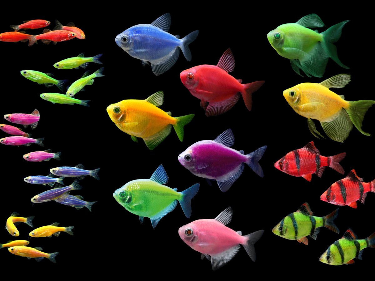 «Μεταλλαγμένο» φυτό που λάμπει κάνει ντεμπούτο σε φυτώρια | in.gr