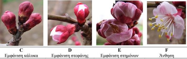 Ροδακινιά – Βερικοκιά: Μέτρα πρόληψης για μονίλια και βαμβακάδα | in.gr
