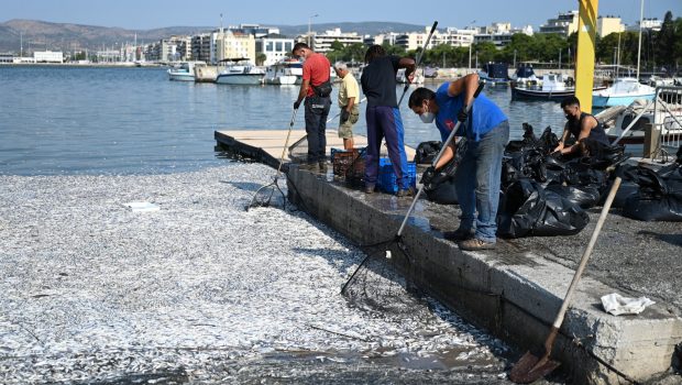 Volos Dead Fish Disaster: Greek Gov Declares State of Emergency ...