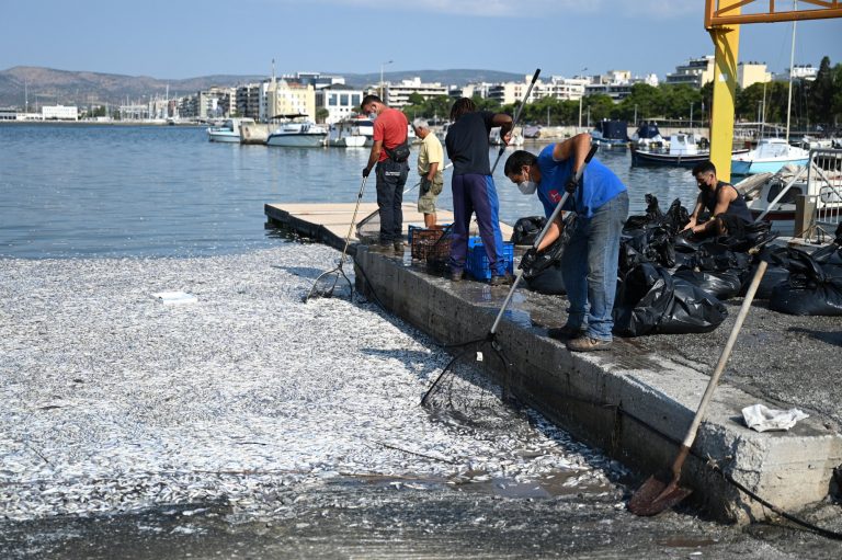Volos Dead Fish Disaster: Greek Gov Declares State of Emergency ...