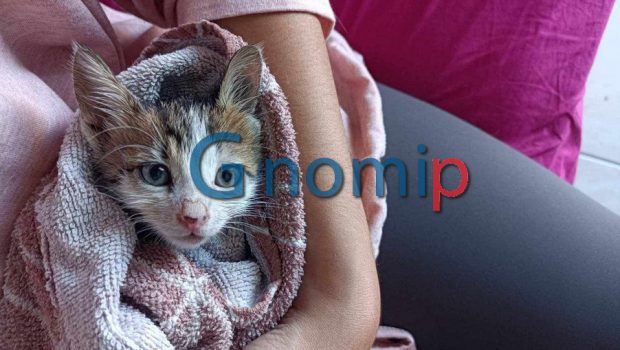Πάτρα: Γατάκι... θάφτηκε στο τσιμέντο σε οικοδομικά έργα | in.gr