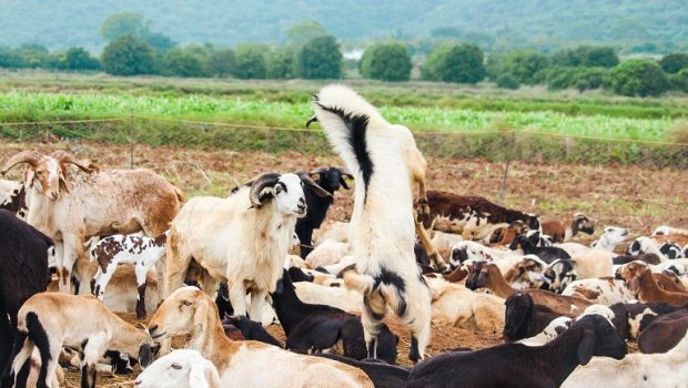 Ευλογιά προβάτων: Σε κρίση οι κτηνοτρόφοι - Ζητείται άμεσα να ...