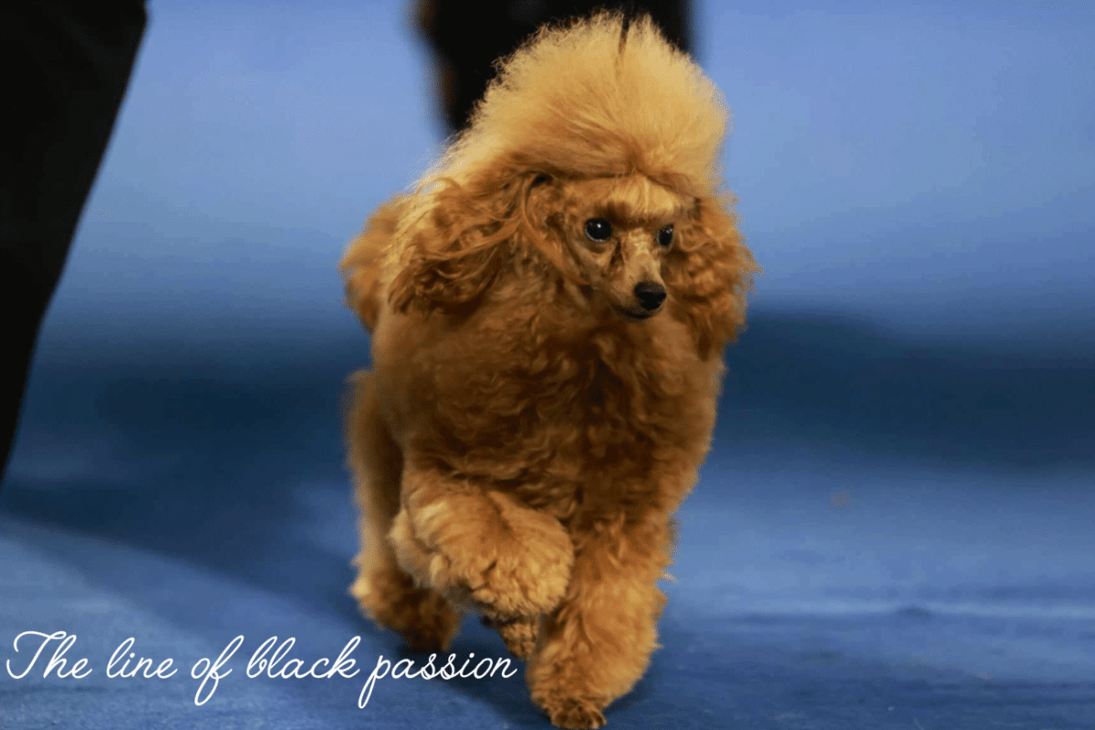 Toy Κανίς: Ένα σκυλάκι «τσέπης» με εξαιρετικό χαρακτήρα | in.gr